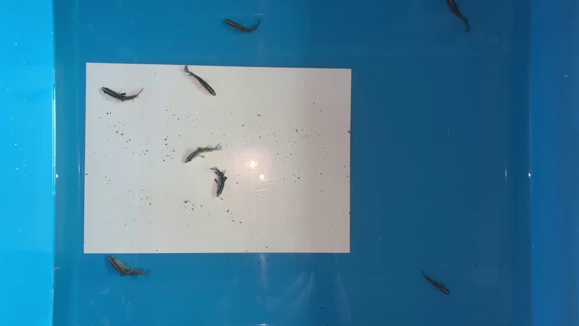 Barramundi Instance Segmentation Dataset and Pre-Trained Model by Giant Freshwater Prawn