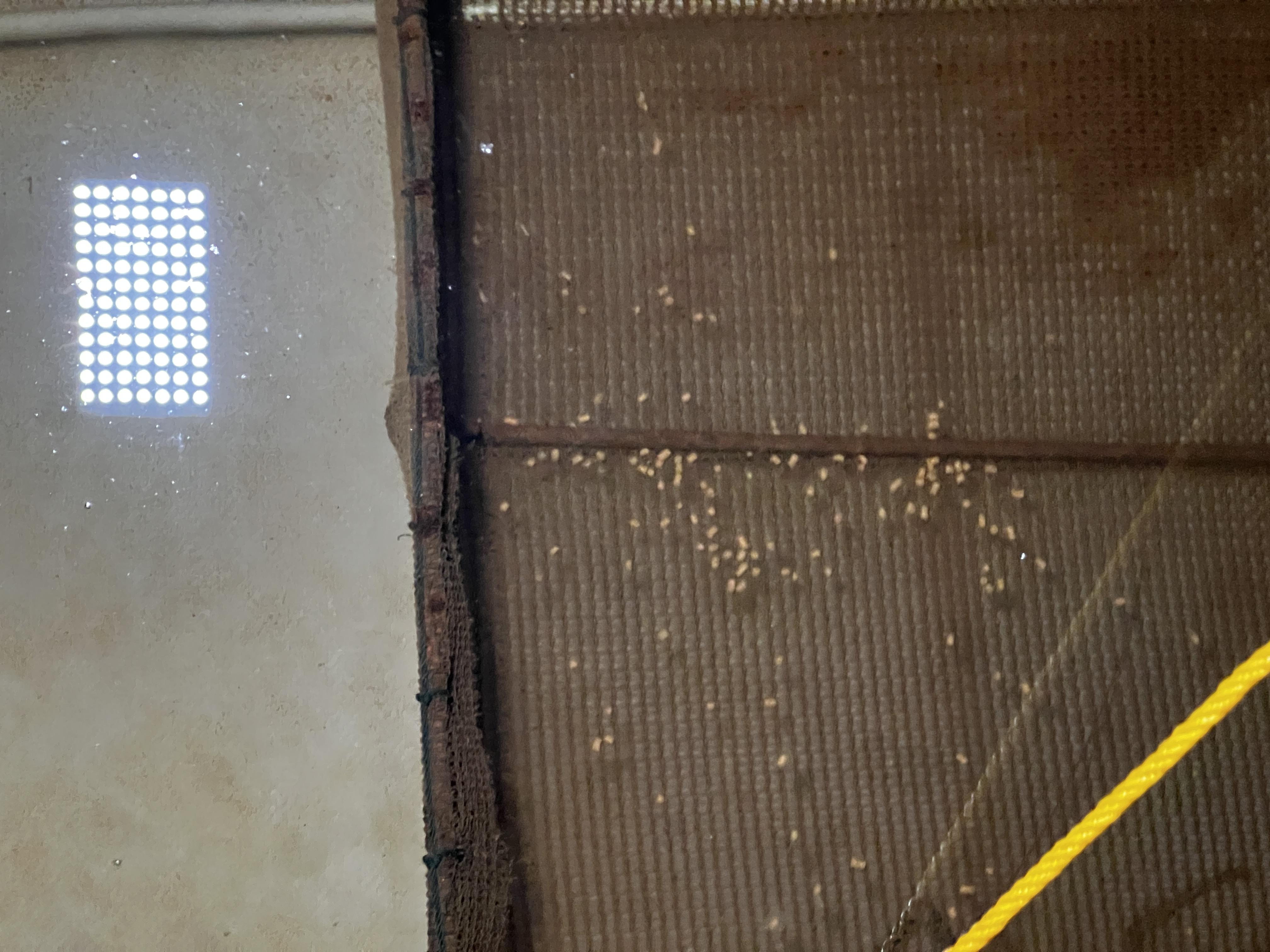 Prawn And Feed Instance Segmentation Dataset By Giant Freshwater Prawn