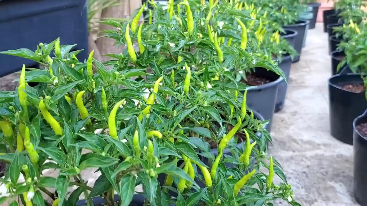 green chilli,Red chilli Object Detection Dataset by AAA