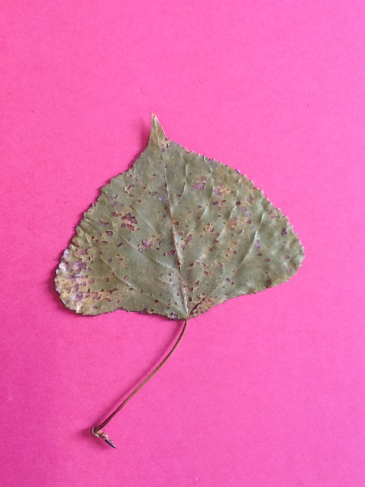 Plant Name based on Leaf Shape Object Detection Model by Polytechnic ...