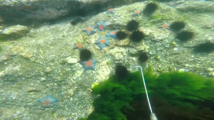 Underwater Target Recognition Object Detection Dataset And Pre Trained Model By Master2