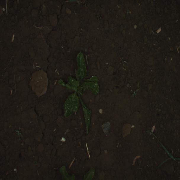 Weed Detection Instance Segmentation Dataset And Pre Trained Model By