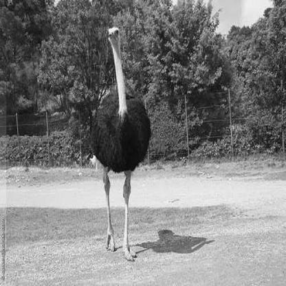 gray_img_poc Object Detection Dataset and Pre-Trained Model by King ...