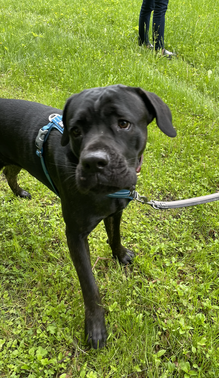 Dog breeds Classification Dataset by Linazaki