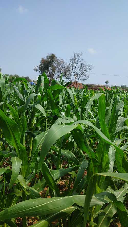 maize Classification Dataset by maize