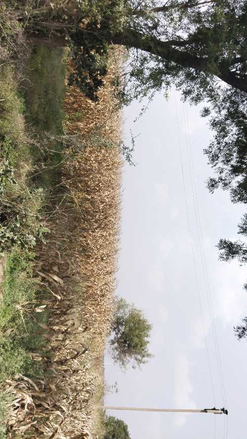 maize Classification Dataset by maize