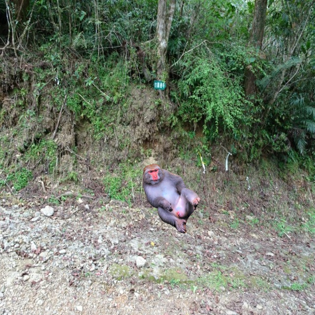 monkey Object Detection Dataset by labtest