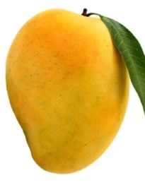 Inteligencia Artificial SIC Object Detection Dataset and Pre-Trained Model by CBrandt