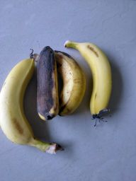banana Classification Model by sample