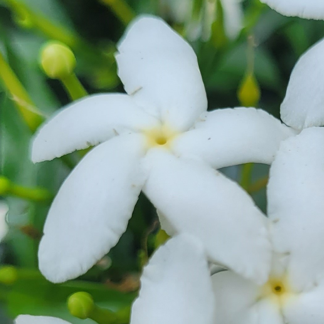 Flowers species Identification Object Detection Dataset by SG