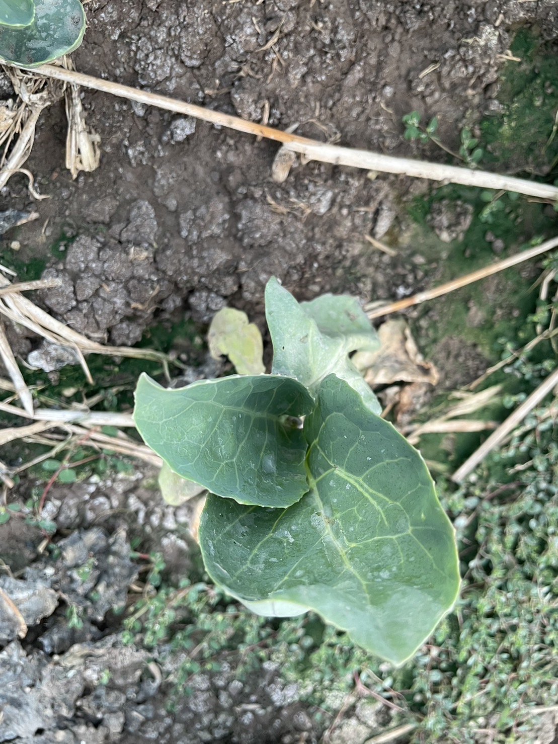 weed dataset Object Detection Dataset by weed detection