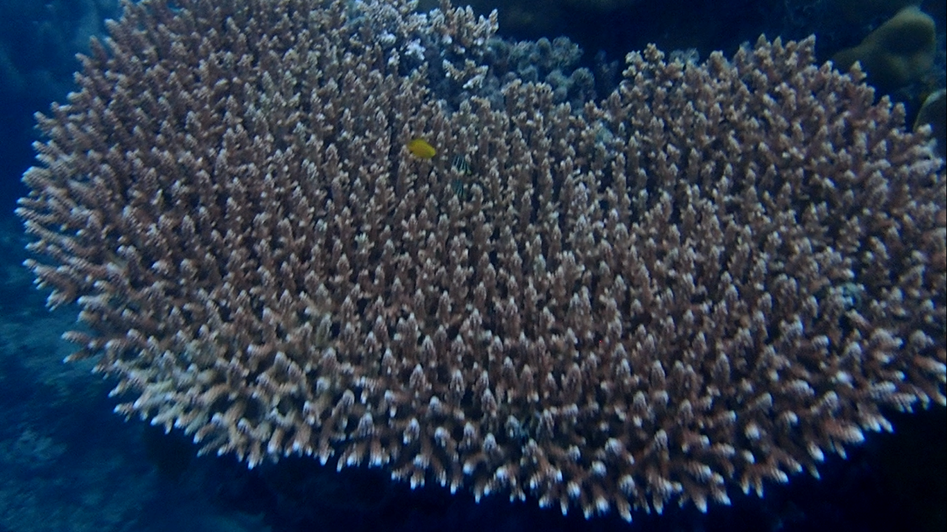 Diseminasi-Coral Object Detection Dataset by Skripsi