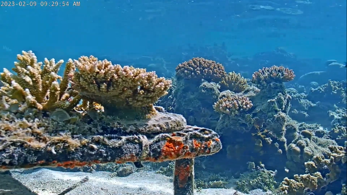 Tesskripsi Object Detection Dataset And Pre Trained Model By Skripsi