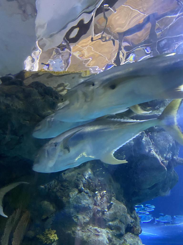 How to Use the Underwater Object Detection Object Detection API