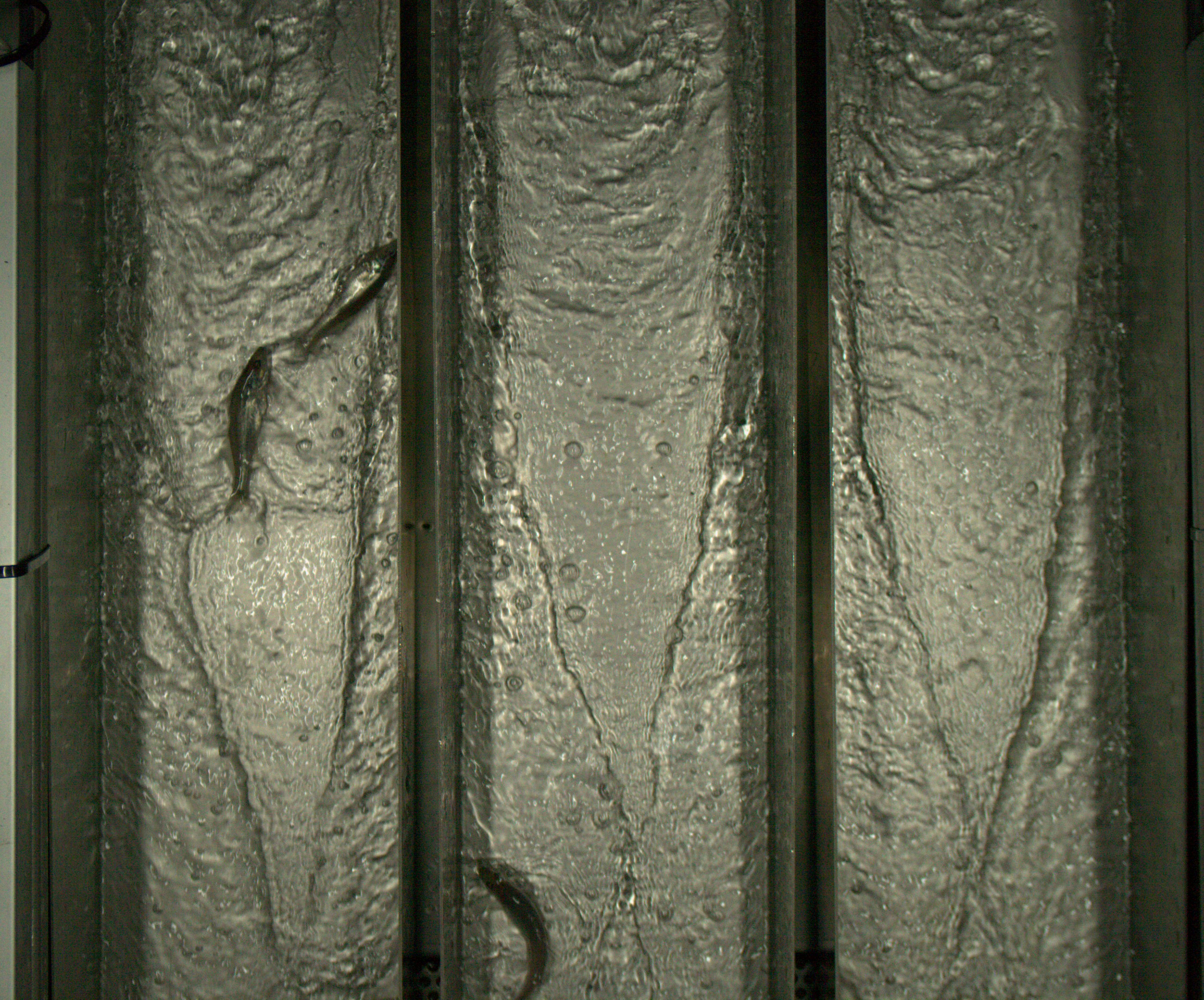 Fish-Detection Instance Segmentation Dataset and Pre-Trained Model by FishLarva