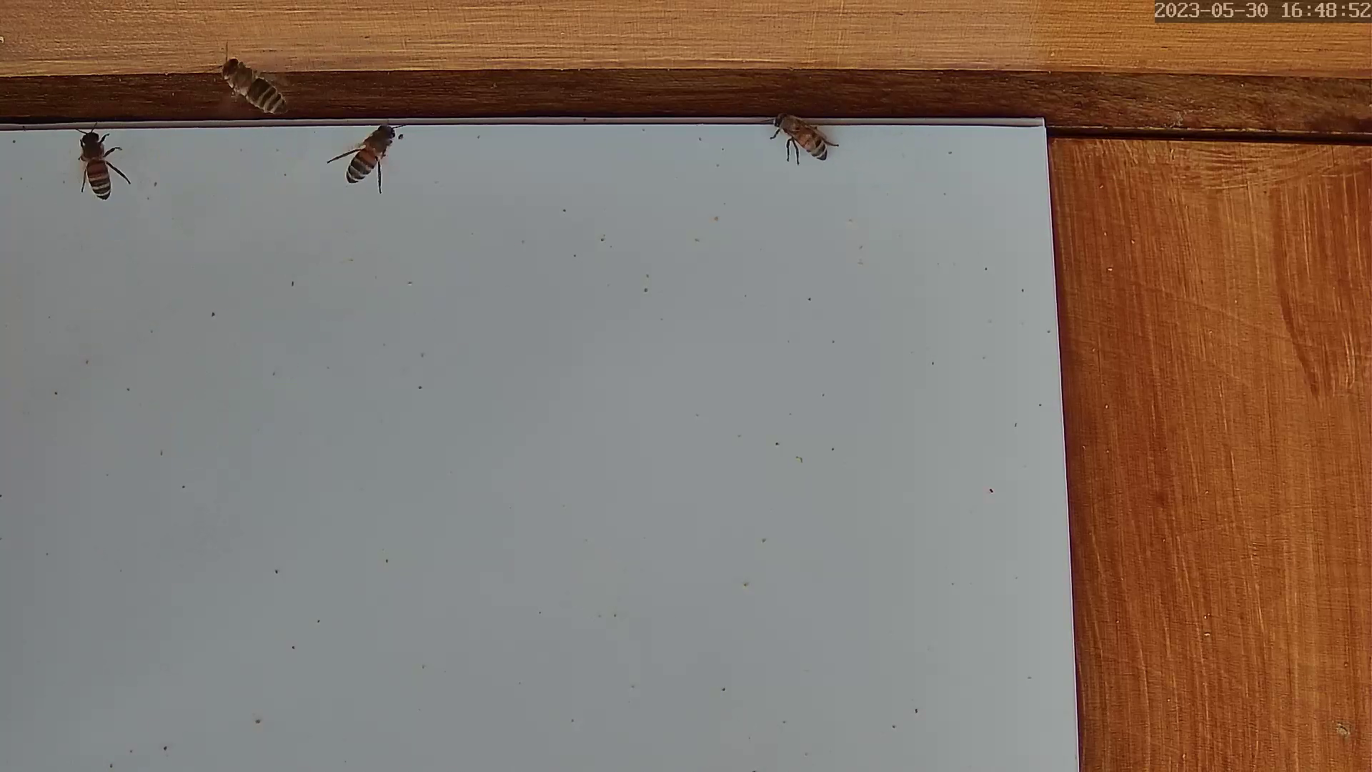 Detect The Bees Object Detection Dataset And Pre Trained Model By Bees