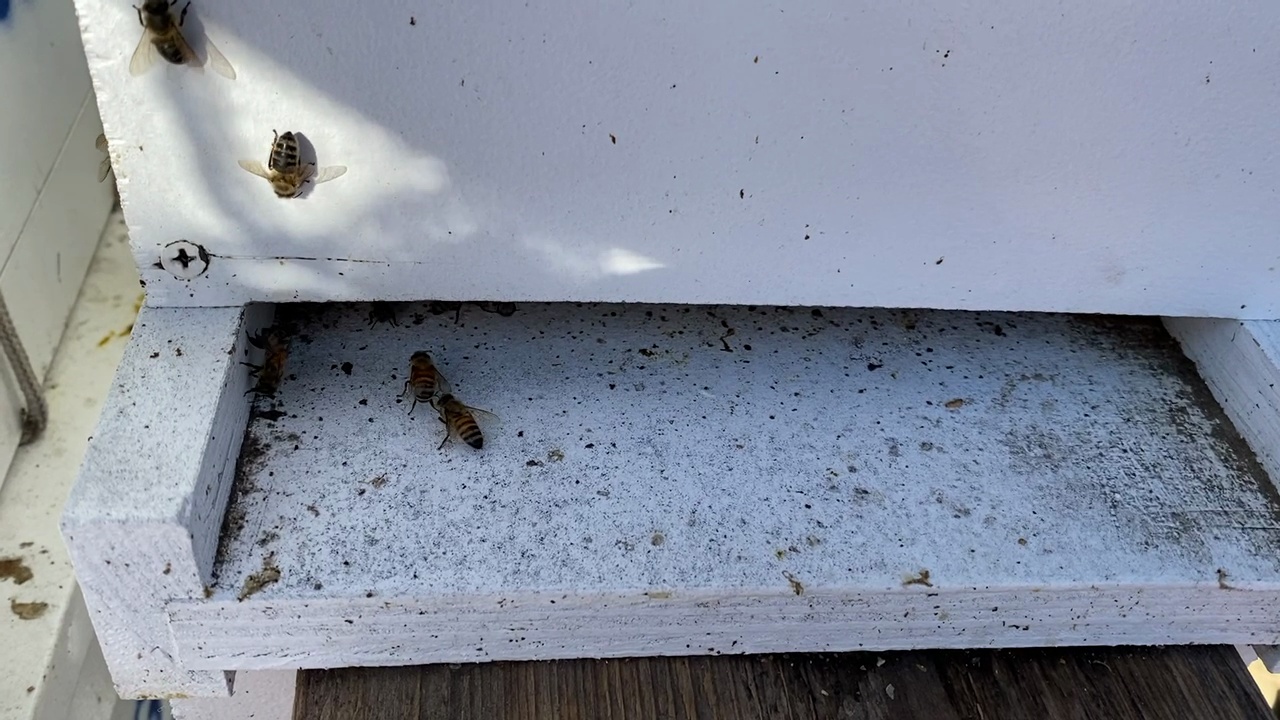 Bee Detector Object Detection Dataset By Bees