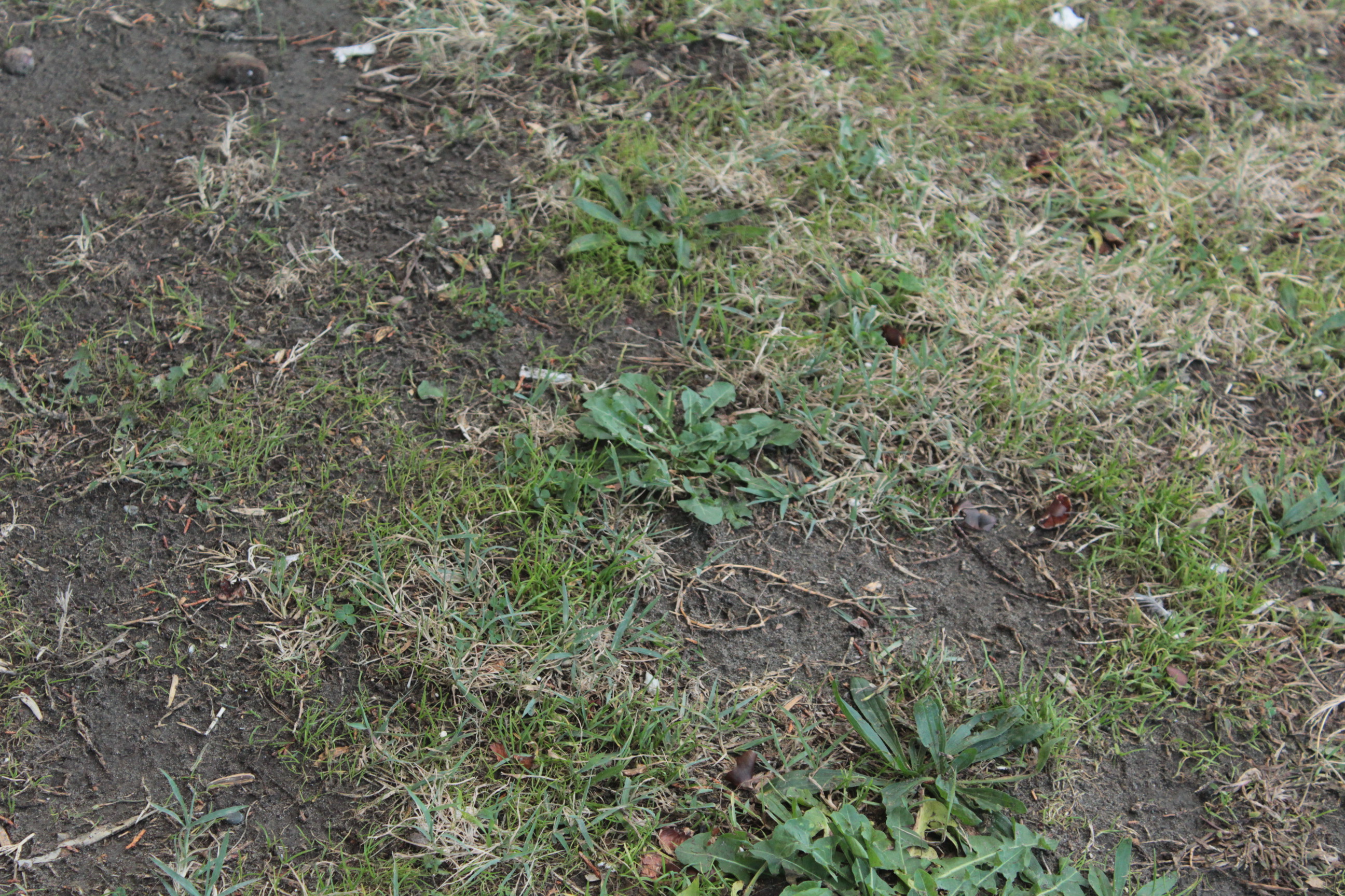 WeedDetection Object Detection Dataset by project