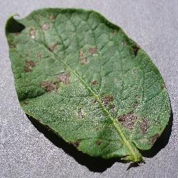Potato leaf disease detection Object Detection Dataset by Deep Learning