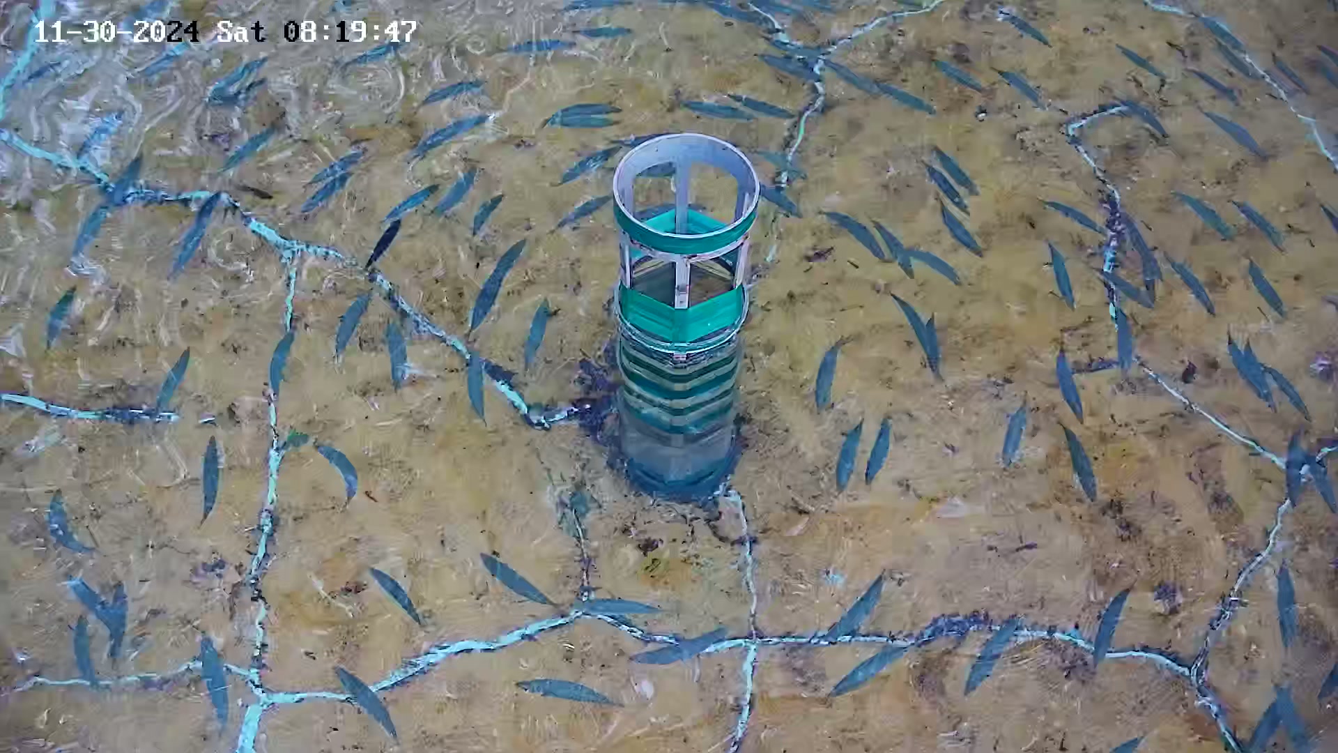 fish Object Detection Dataset and Pre-Trained Model by project-zt0hh