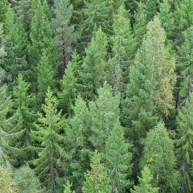 Angles trees Object Detection Dataset and Pre-Trained Model by Test