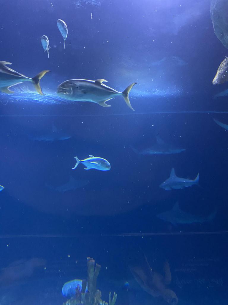 Underwater Object Detection Dataset Underwater Object Detection Dataset Ixbk8 Roboflow Universe