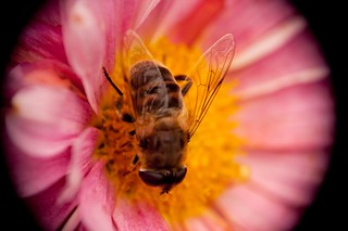 Insects, Bee, Wasp Object Detection Dataset by Carlos Redondo Santos