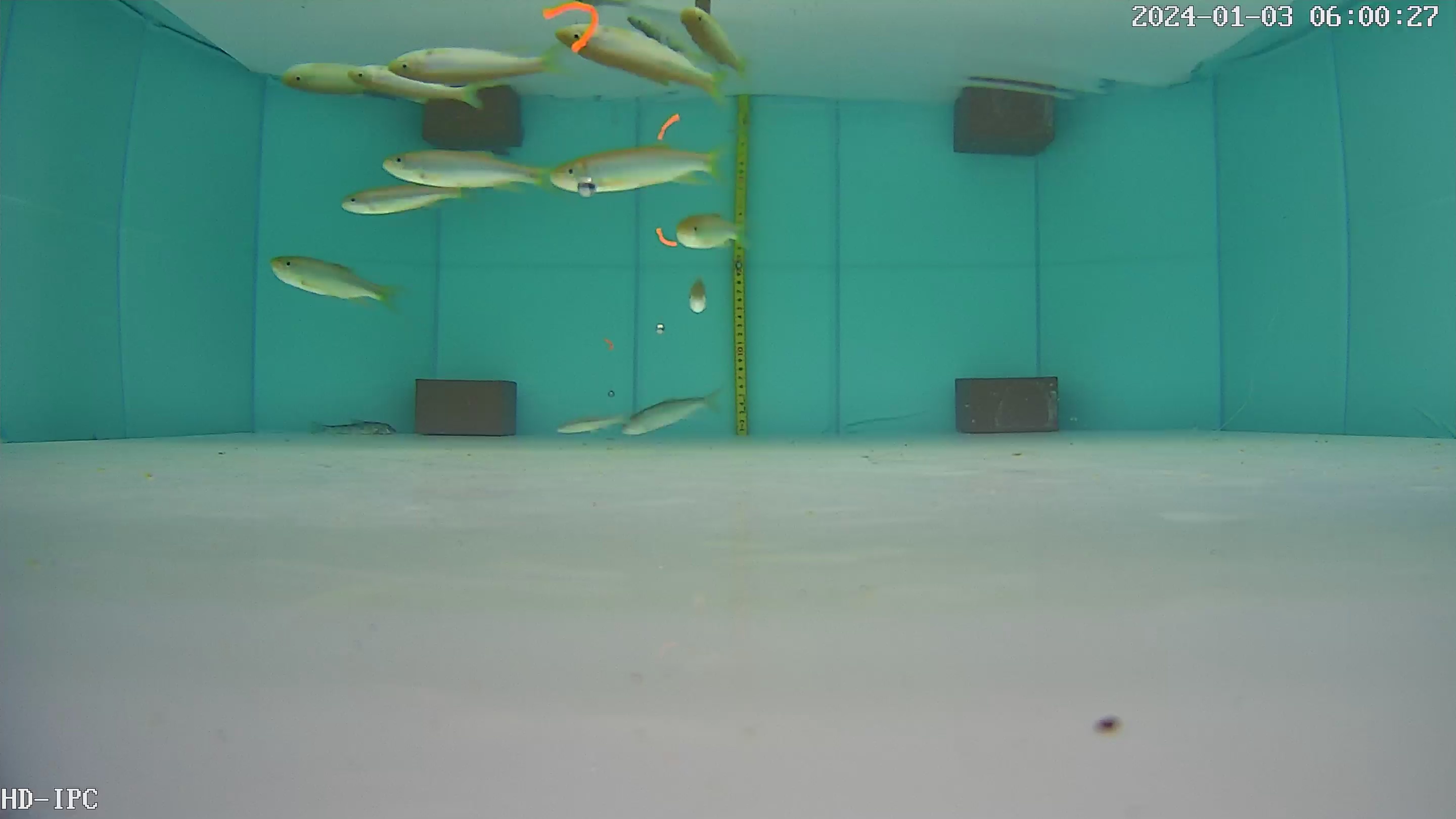 Pool_Fish_Only Object Detection Dataset by yolov5