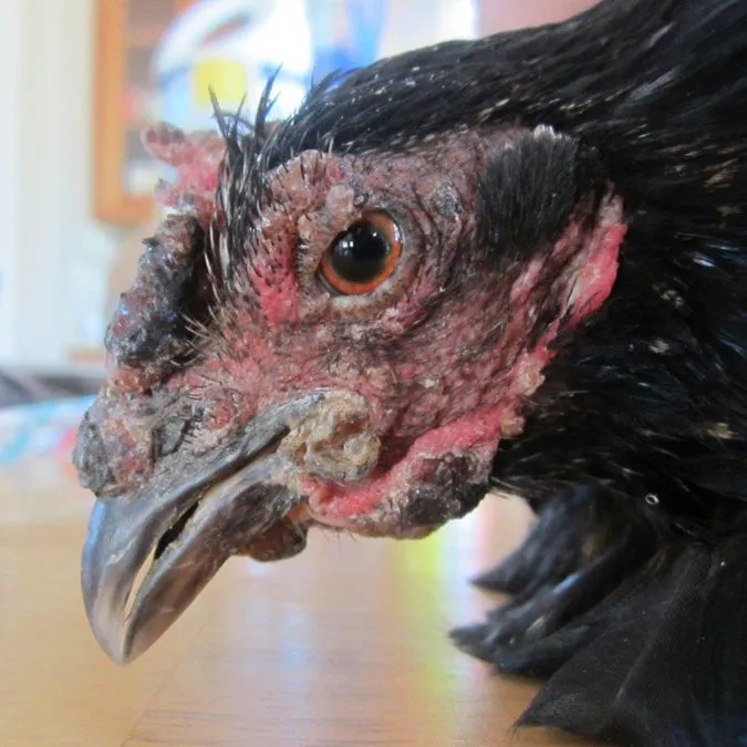 Fowl Pox Object Detection Model by a