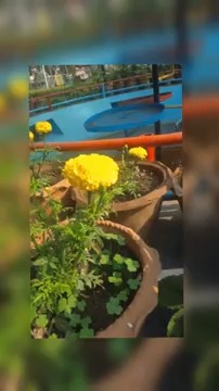 marigold flowers Object Detection Dataset by meena