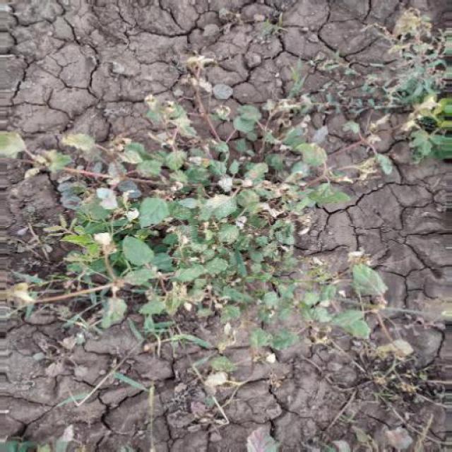 weed Object Detection Dataset and Pre-Trained Model by Caries detection 1