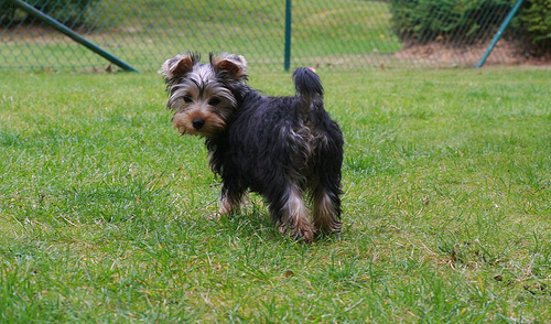 cat breads Object Detection Dataset by Sample