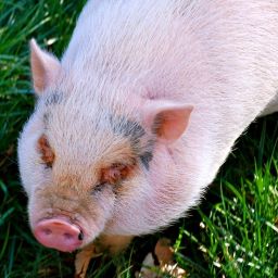 Pig Health Object Detection Model by model 1