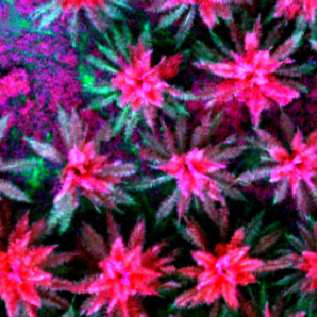 oil-palm2 Object Detection Model by rohmad