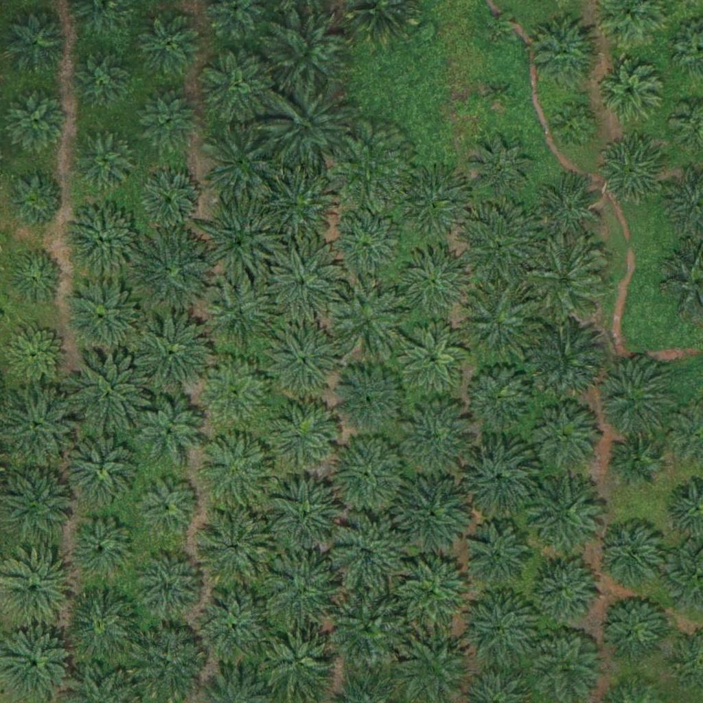 Oil Palm Health Object Detection Model By Gunadarma