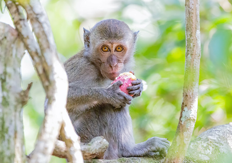 Monkey Detect Object Detection Model by aigoyolo