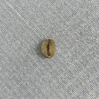 GREEN COFFEE BEAN CLASSIFICATION - Roboflow Universe