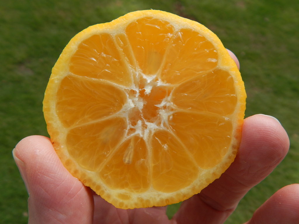 orange models Object Detection Dataset by dijital gen