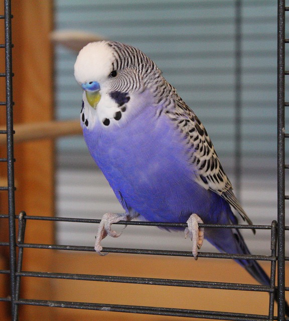 Bird Detection Object Detection Dataset And Pre Trained Model By Dijital Gen