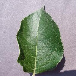 apple Classification Model by Problems