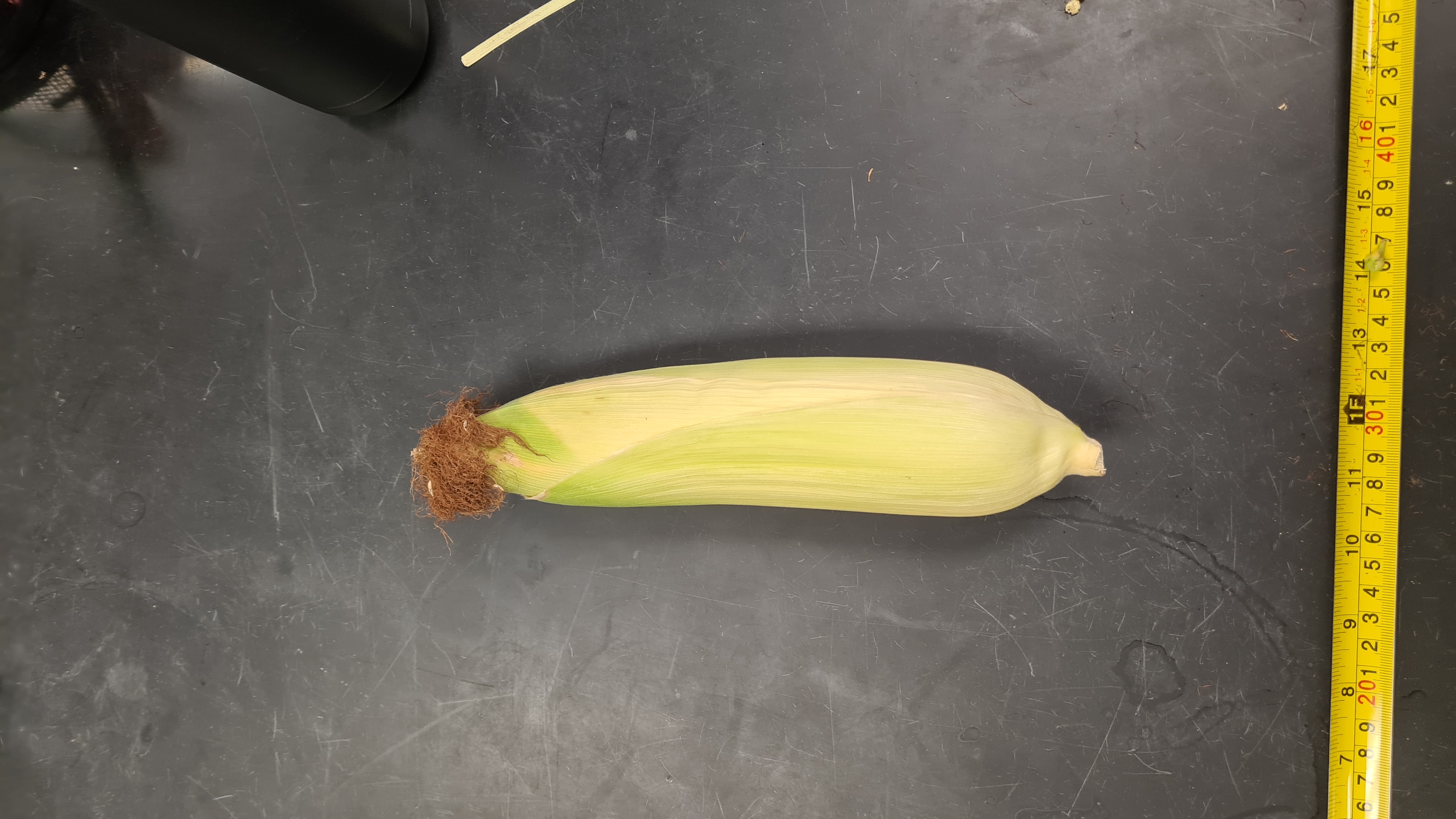 CiampittiLab - Roboflow Universe