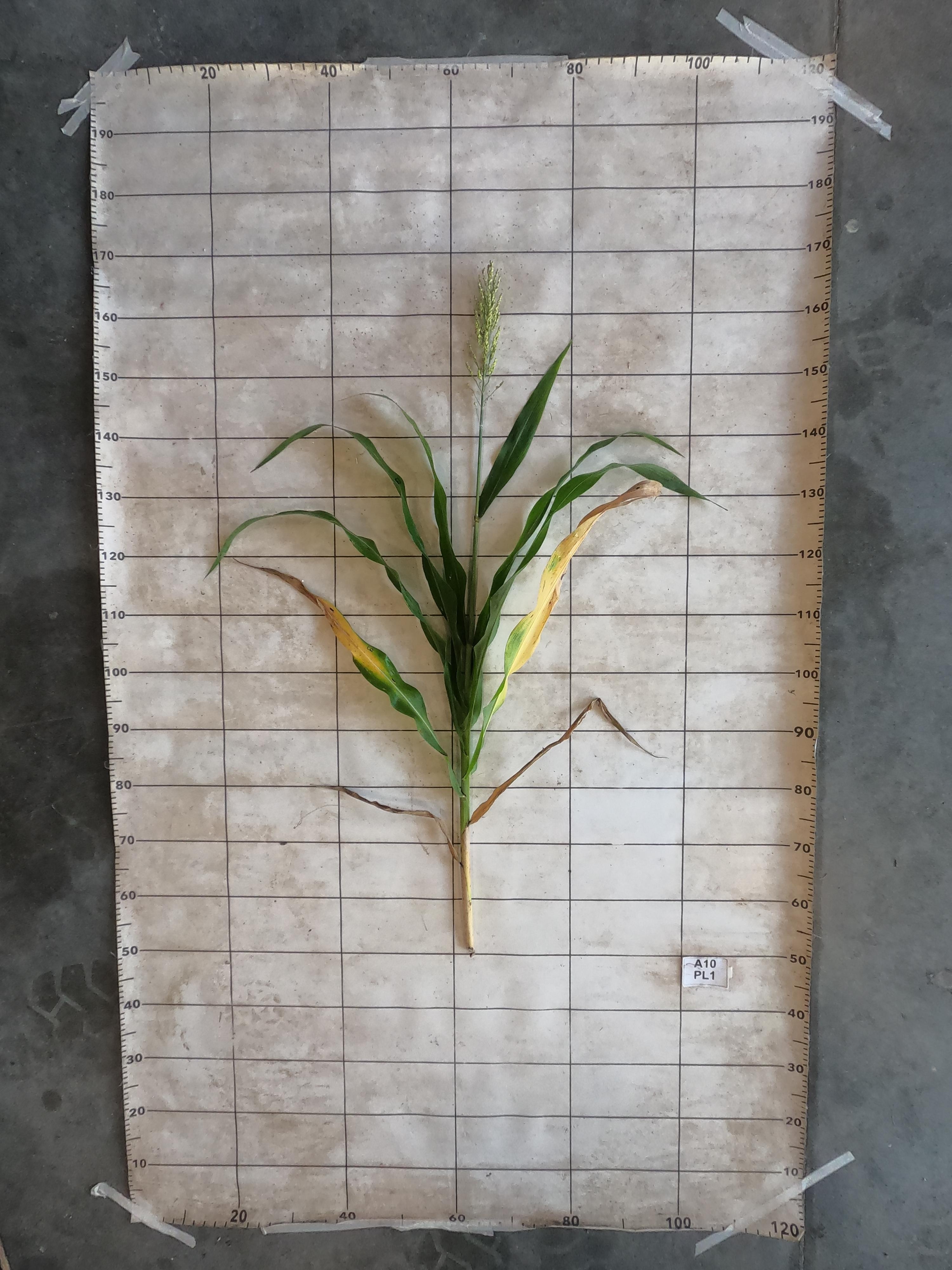 Sorghum Flowering Plants Detection Object Detection Dataset By Ksu