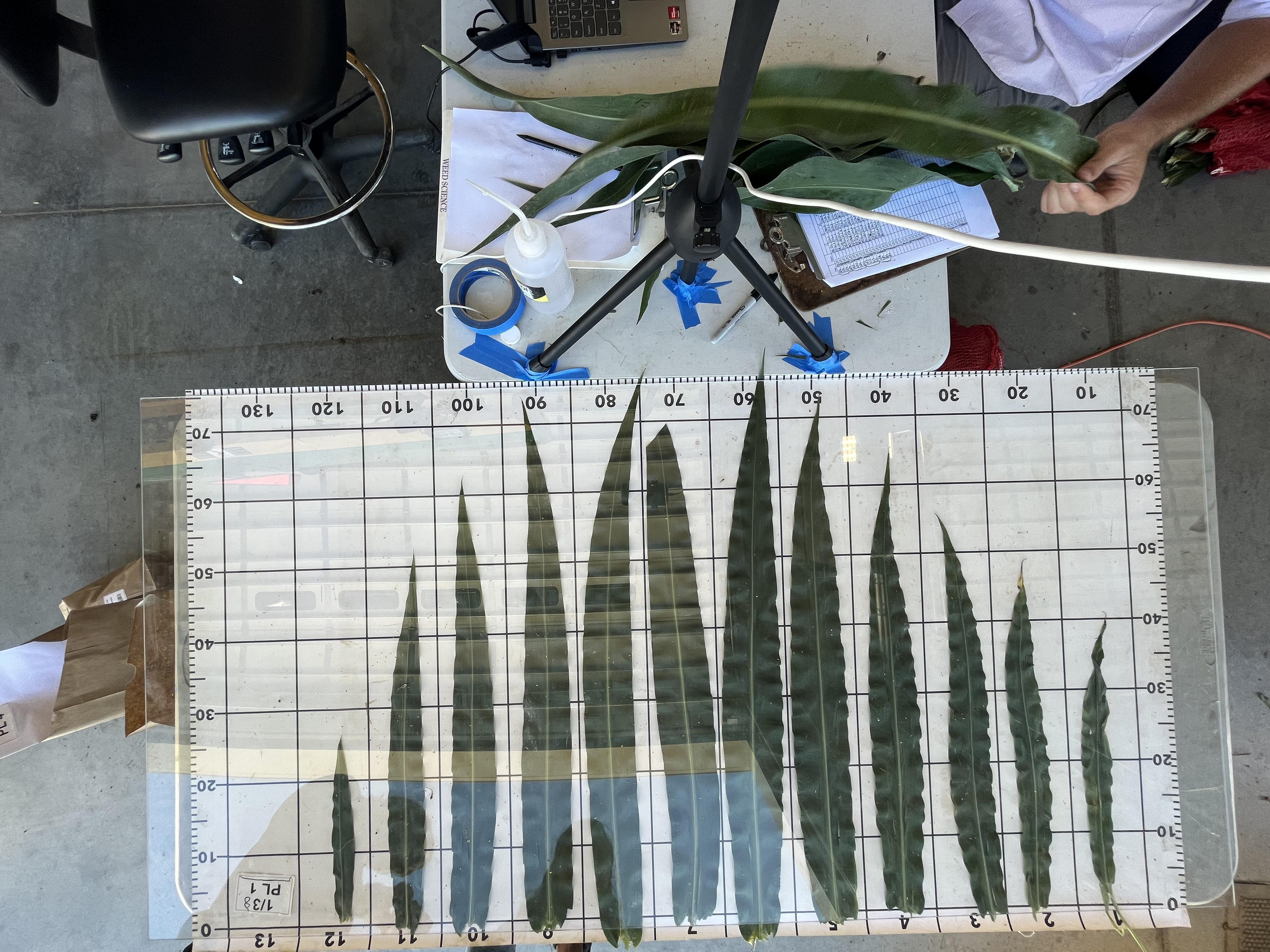 Sorghum Leaf Detection Object Detection Dataset By Ksu Ciampitti Lab