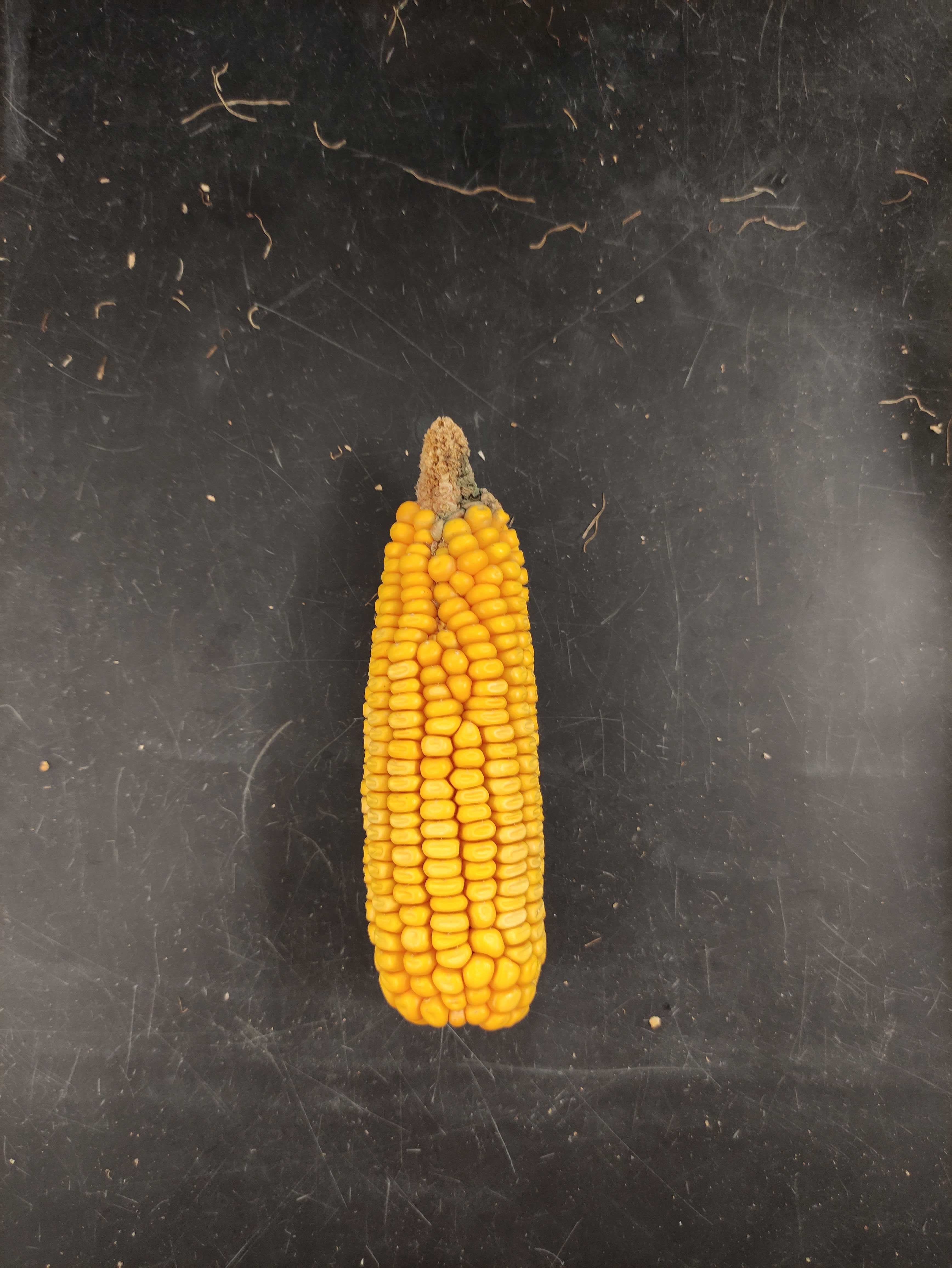 Corn Cob Detection Object Detection Dataset by KSU Ciampitti Lab Corn Cob Detection Object Detection Dataset by KSU Ciampitti Lab