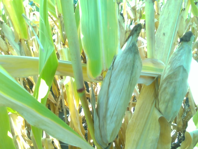 Corn Depth Lidar Instance Segmentation Dataset By Ciampittilab