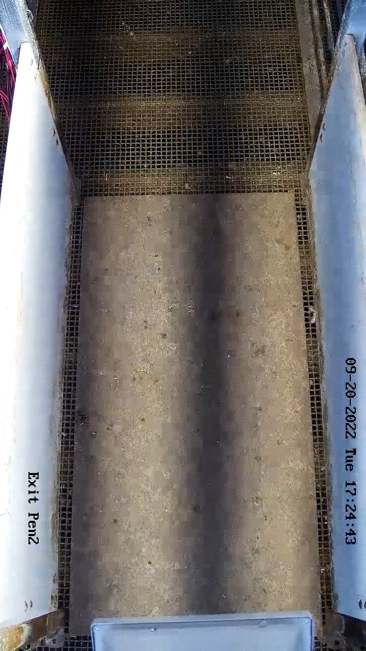 sheep counting Object Detection Dataset by Tuan Pham