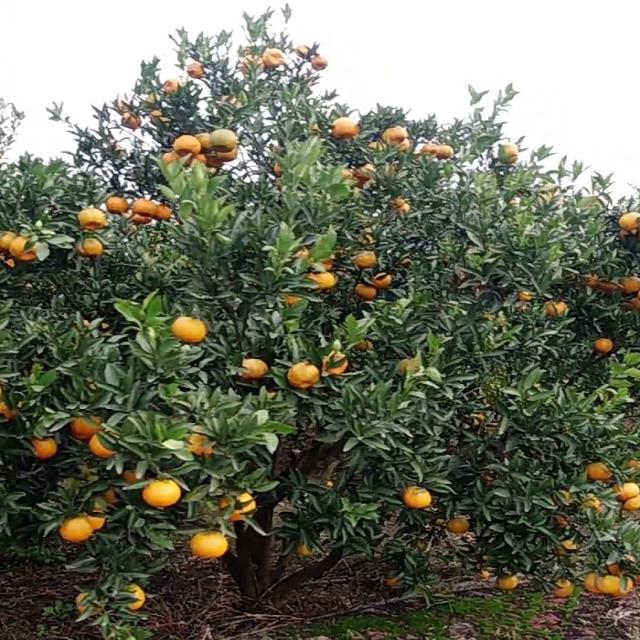 Orange Detection Object Detection Model By Manju