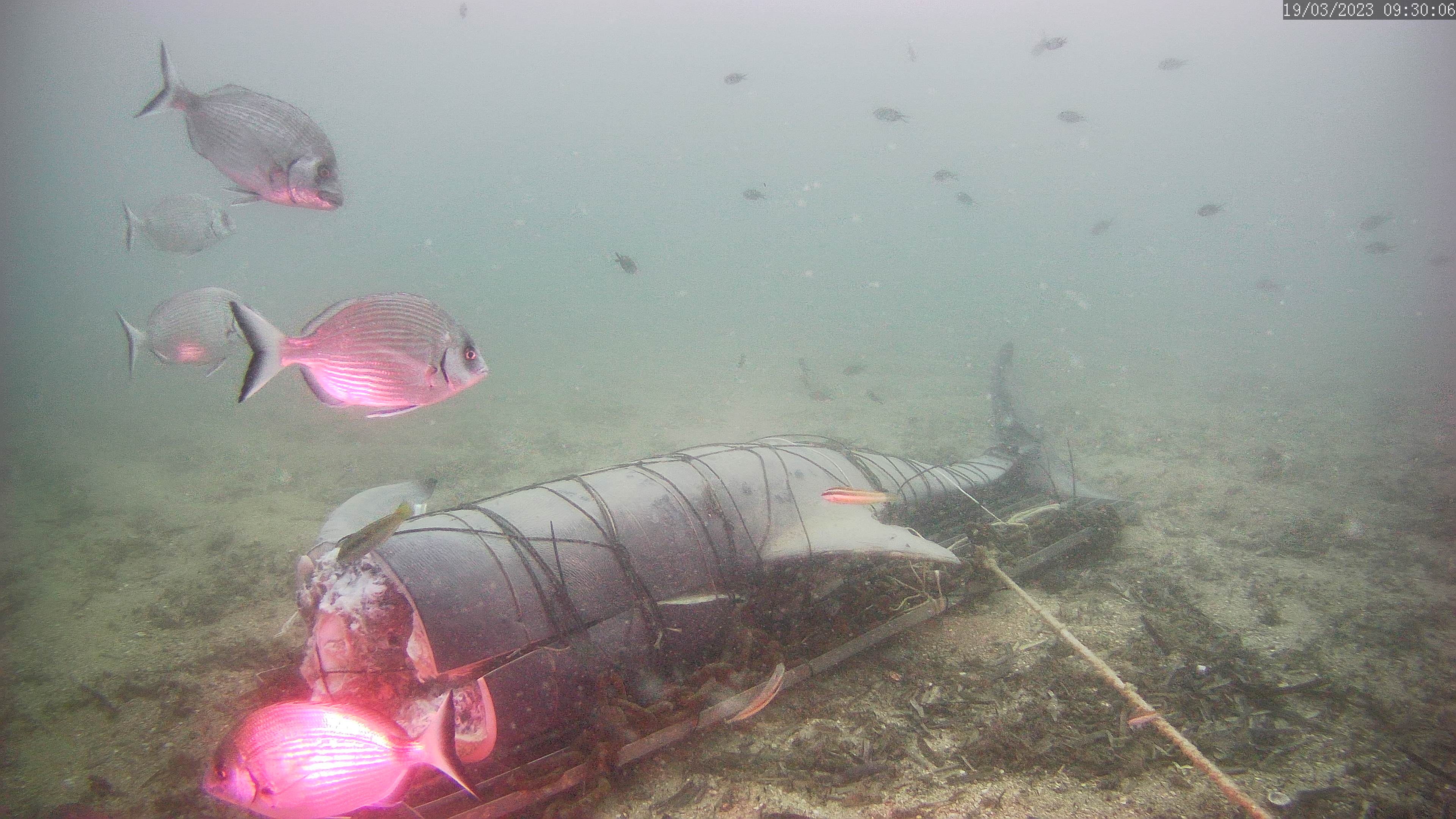 Phd Student Roboflow Universe