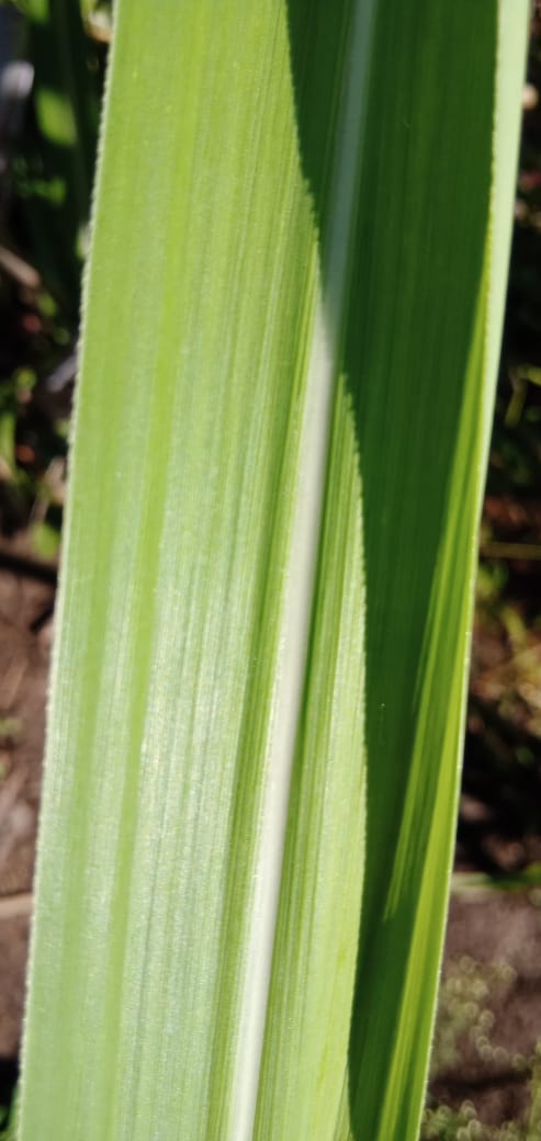 Yolov11 Seg Instance Segmentation Dataset And Pre Trained Model By Plant Disease Detection