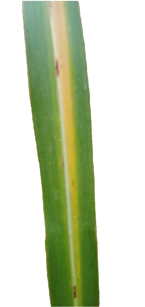 Sugarcane Disease Ds Yolov11 Classification Dataset By Plant Disease Detection